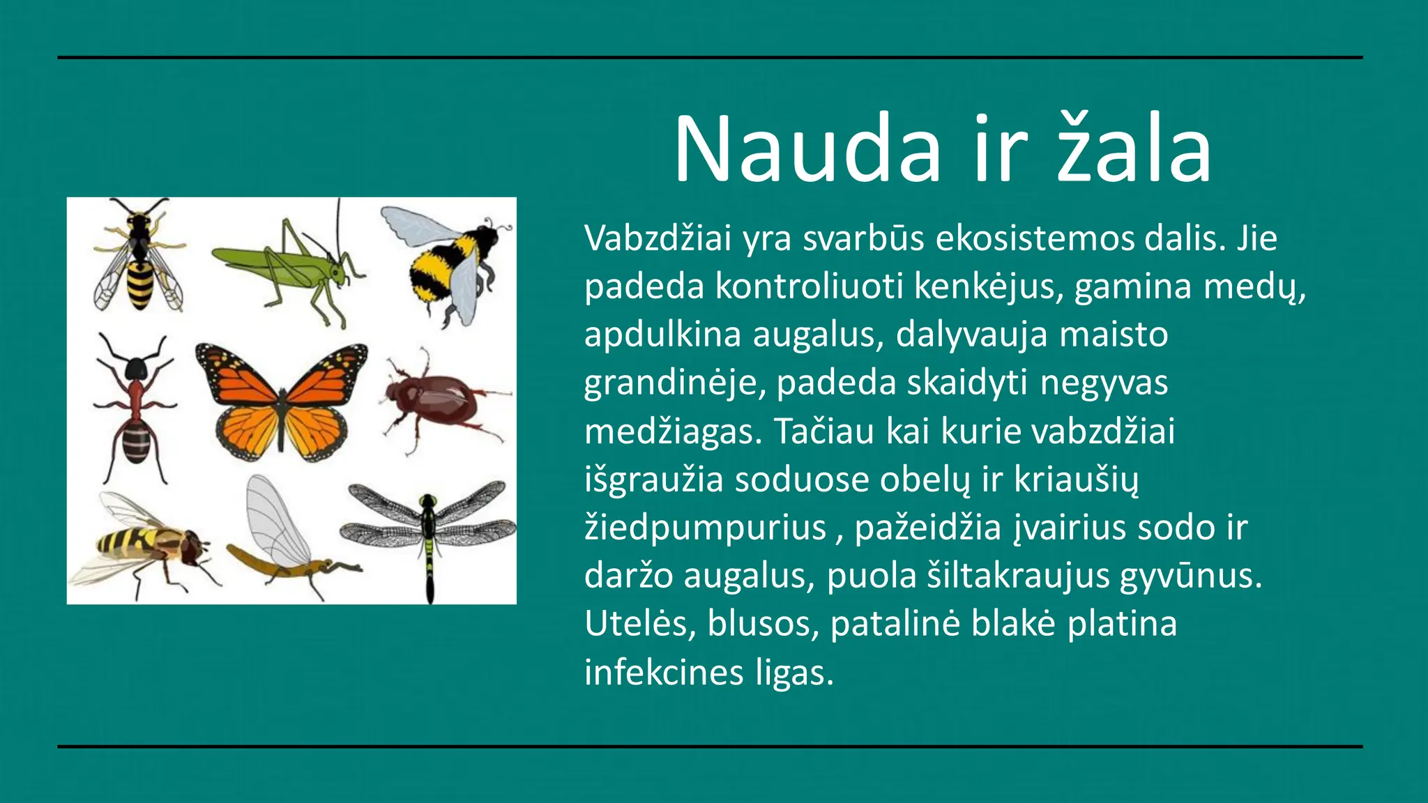 Vabzdžių pristatymas. Kas yra vabzdžiai? ? | PDF