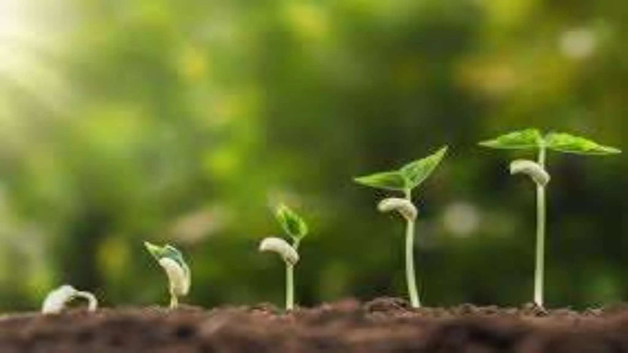 Sapling Technnque for sucess | PPT