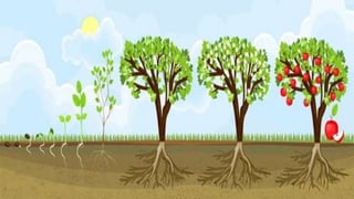 Sapling Technnque for sucess | PPT