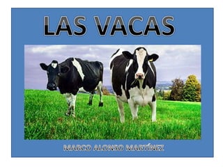 Vacas | PPTX