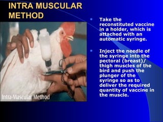 Vaccination for poultry | PPT