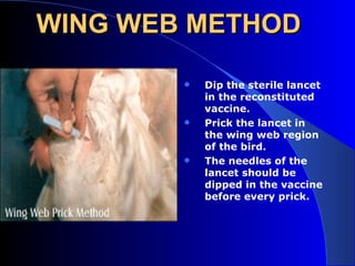 Vaccination for poultry | PPT