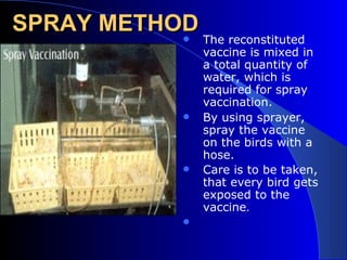 Vaccination for poultry | PPT