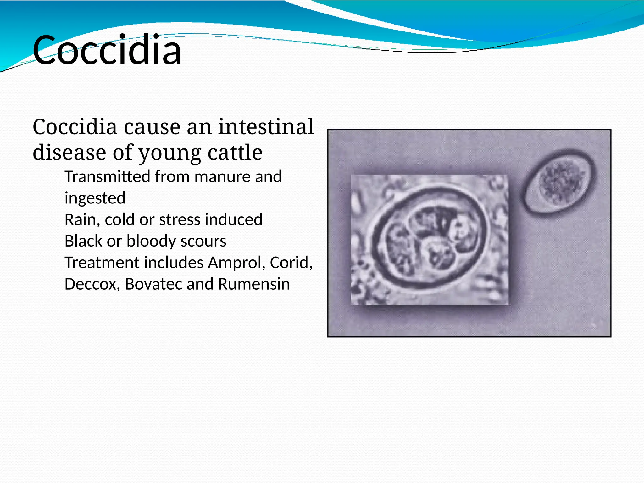 Vaccination of cattle and livestock of tropical region | PPT