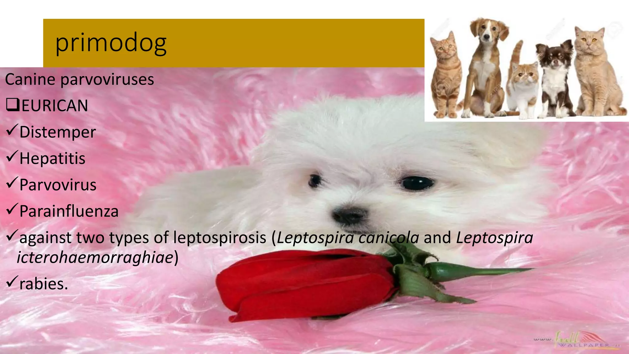 Vaccination and deworming program in cat and dogs | PPTX