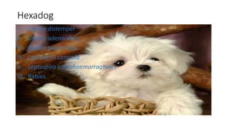 Vaccination and deworming program in cat and dogs | PPTX