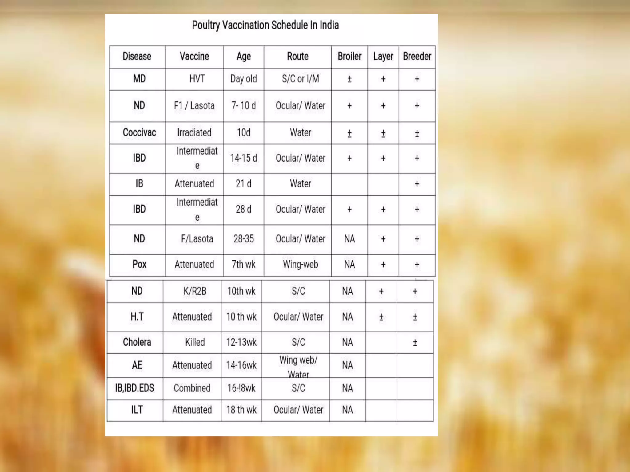 Vaccination and medication in poultry | PPTX