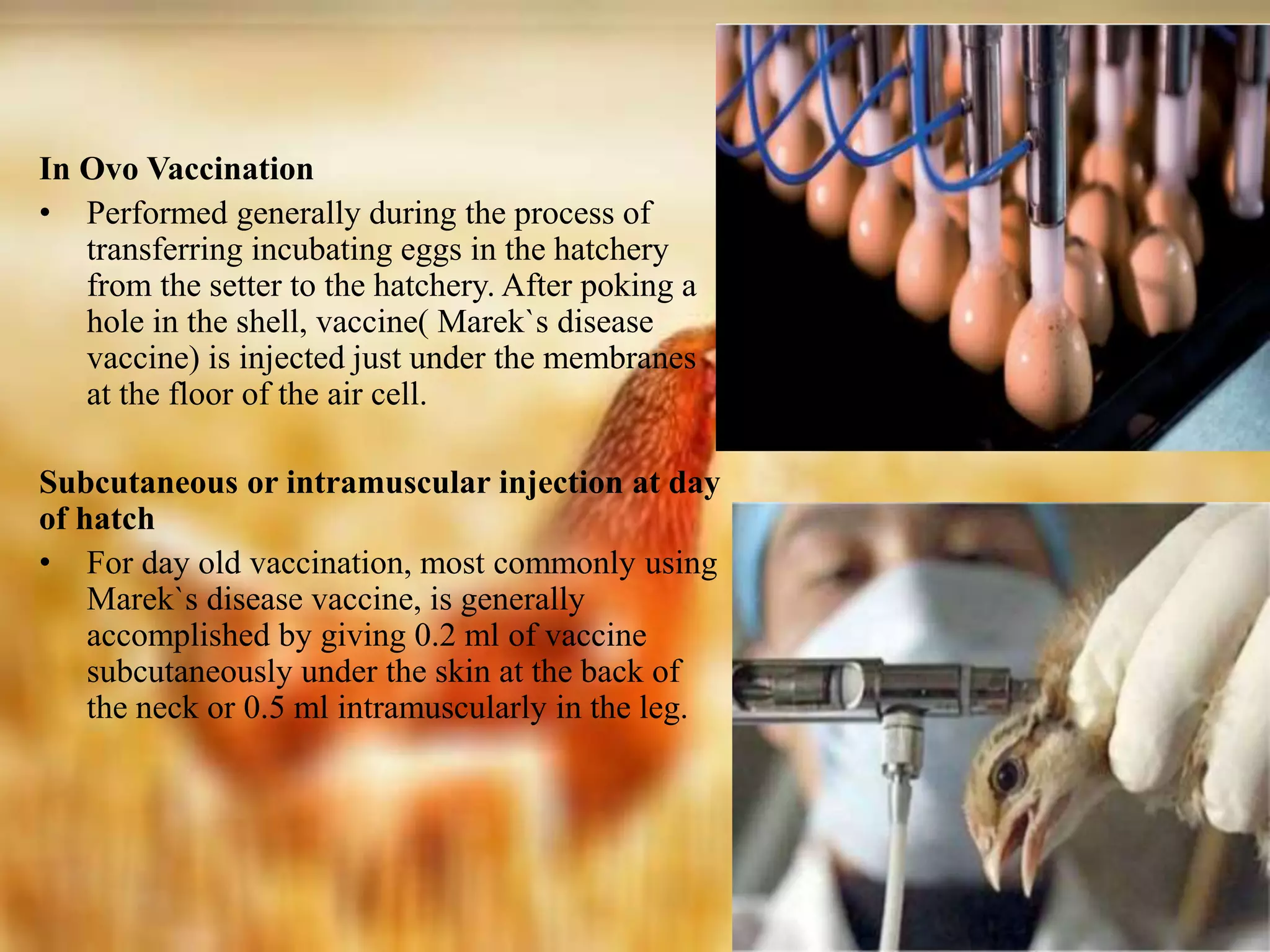 Vaccination and medication in poultry | PPTX
