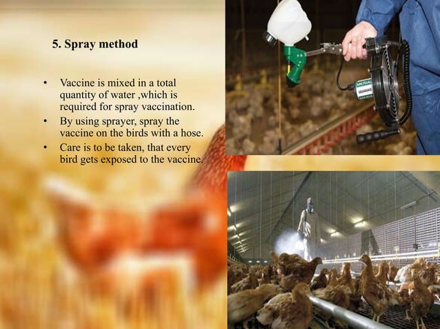 Vaccination and medication in poultry | PPTX