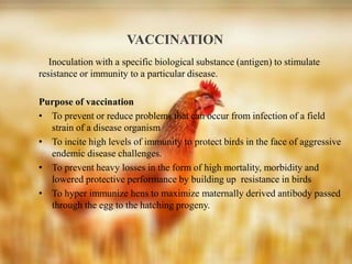 Vaccination and medication in poultry | PPTX
