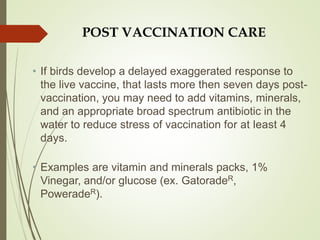 Vaccination in poultry | PDF