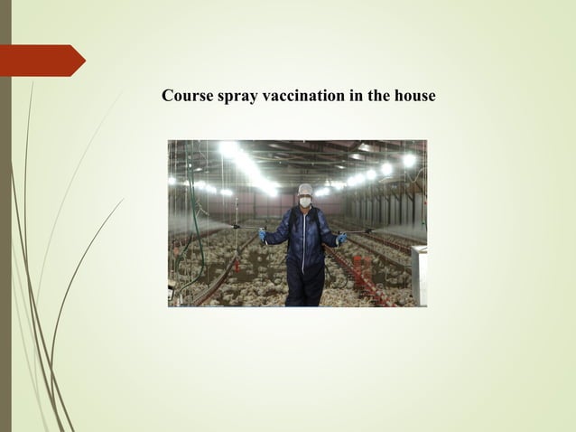 Vaccination in poultry | PDF | Infectious Diseases | Diseases and ...