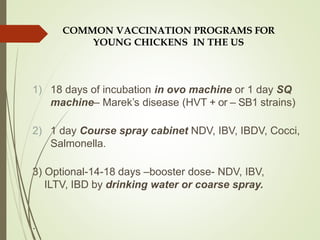 Vaccination in poultry | PDF
