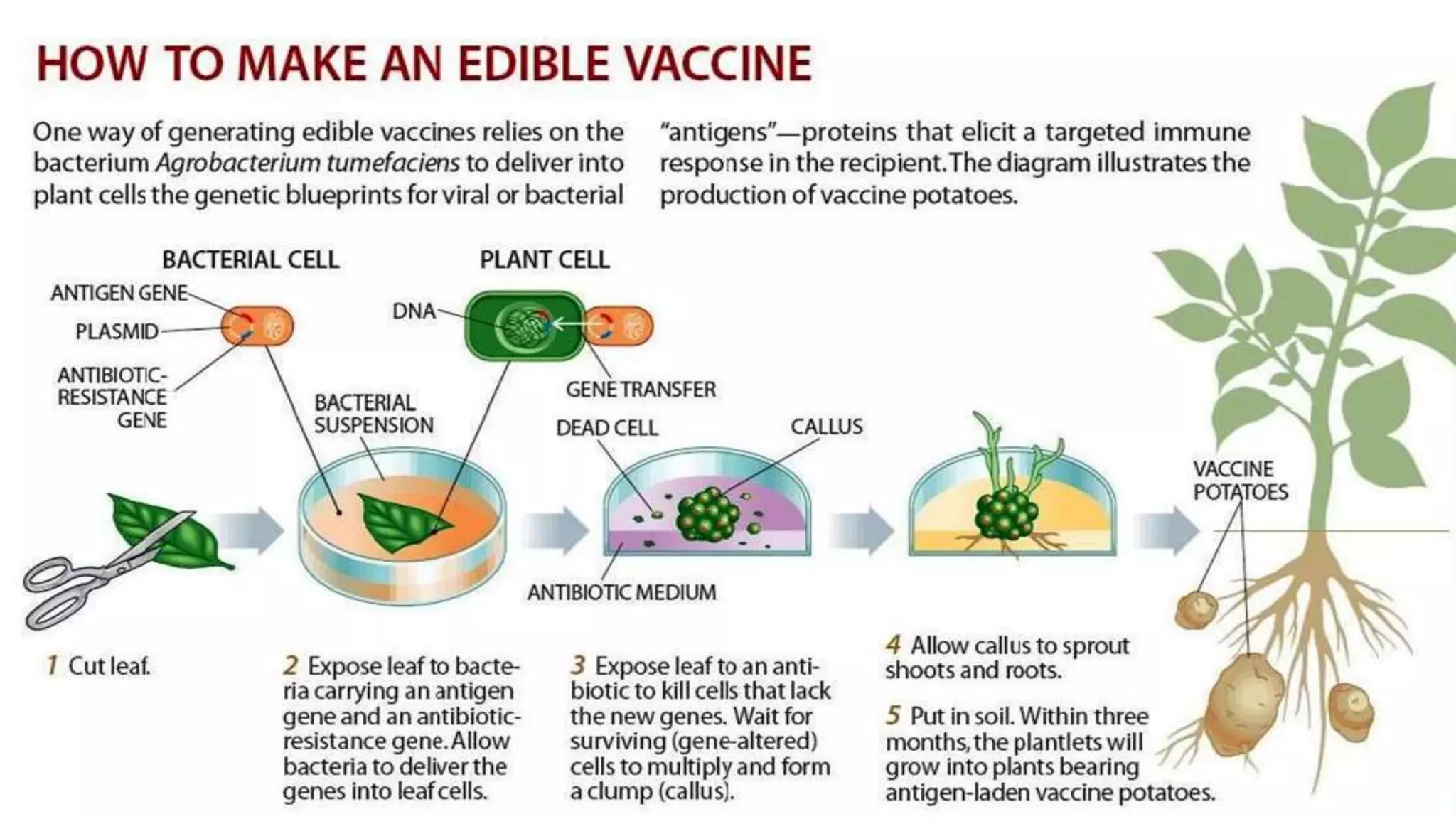 Edible Vaccine | PPTX