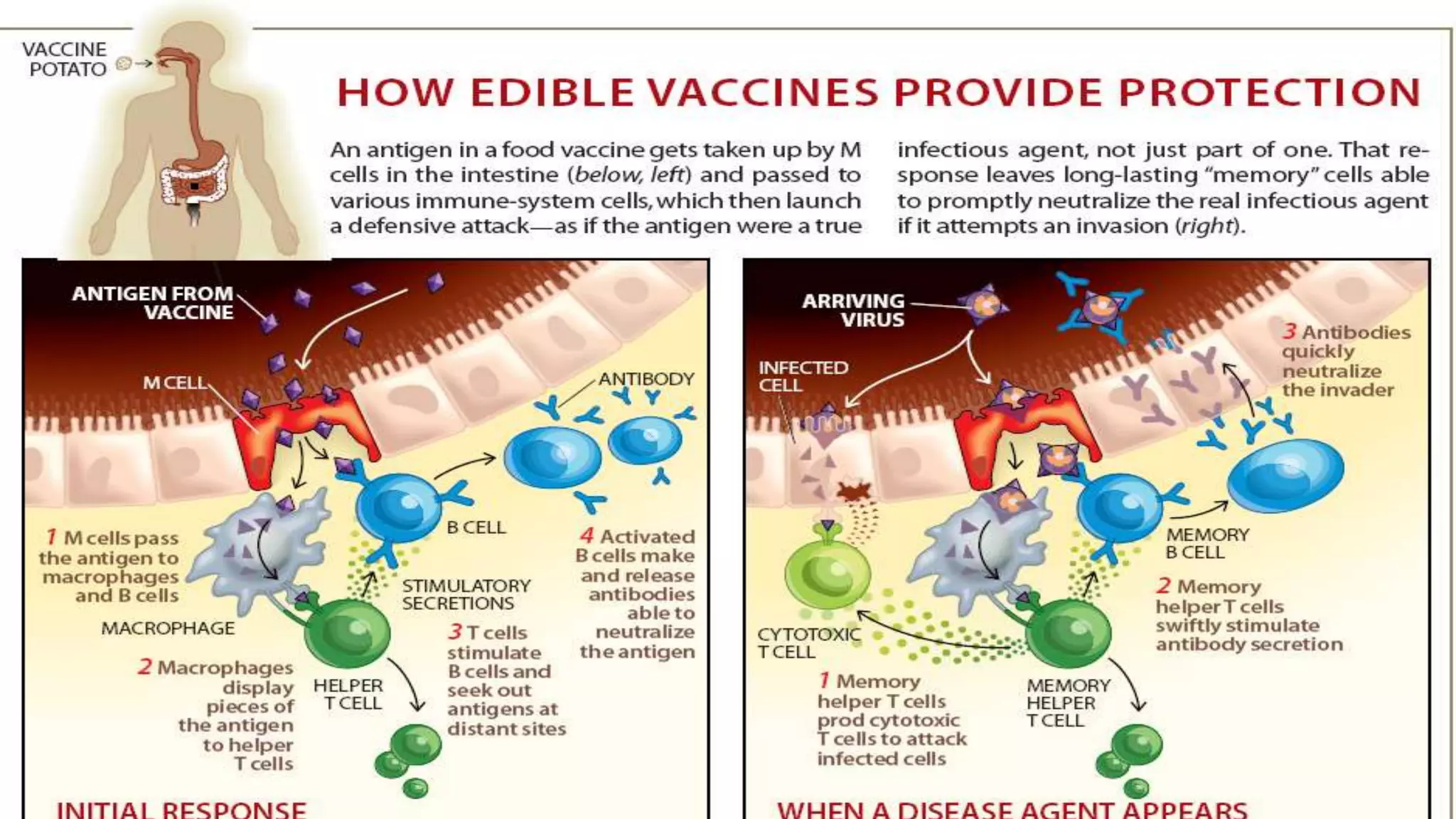 Edible Vaccine | PPTX