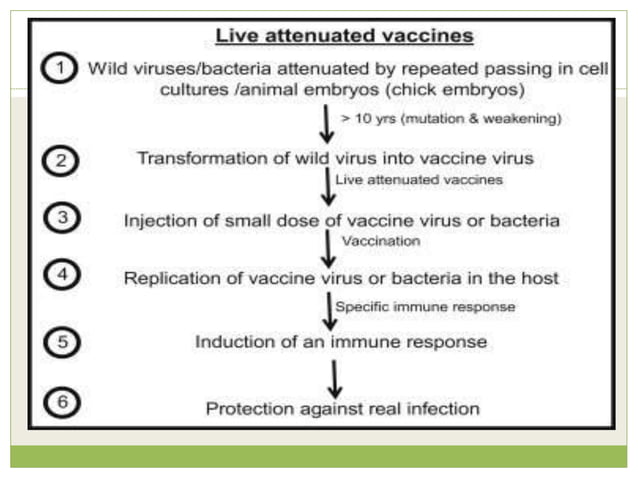 LIVE ATTENUATED VACCINE | PPTX | Infectious Diseases | Diseases and ...