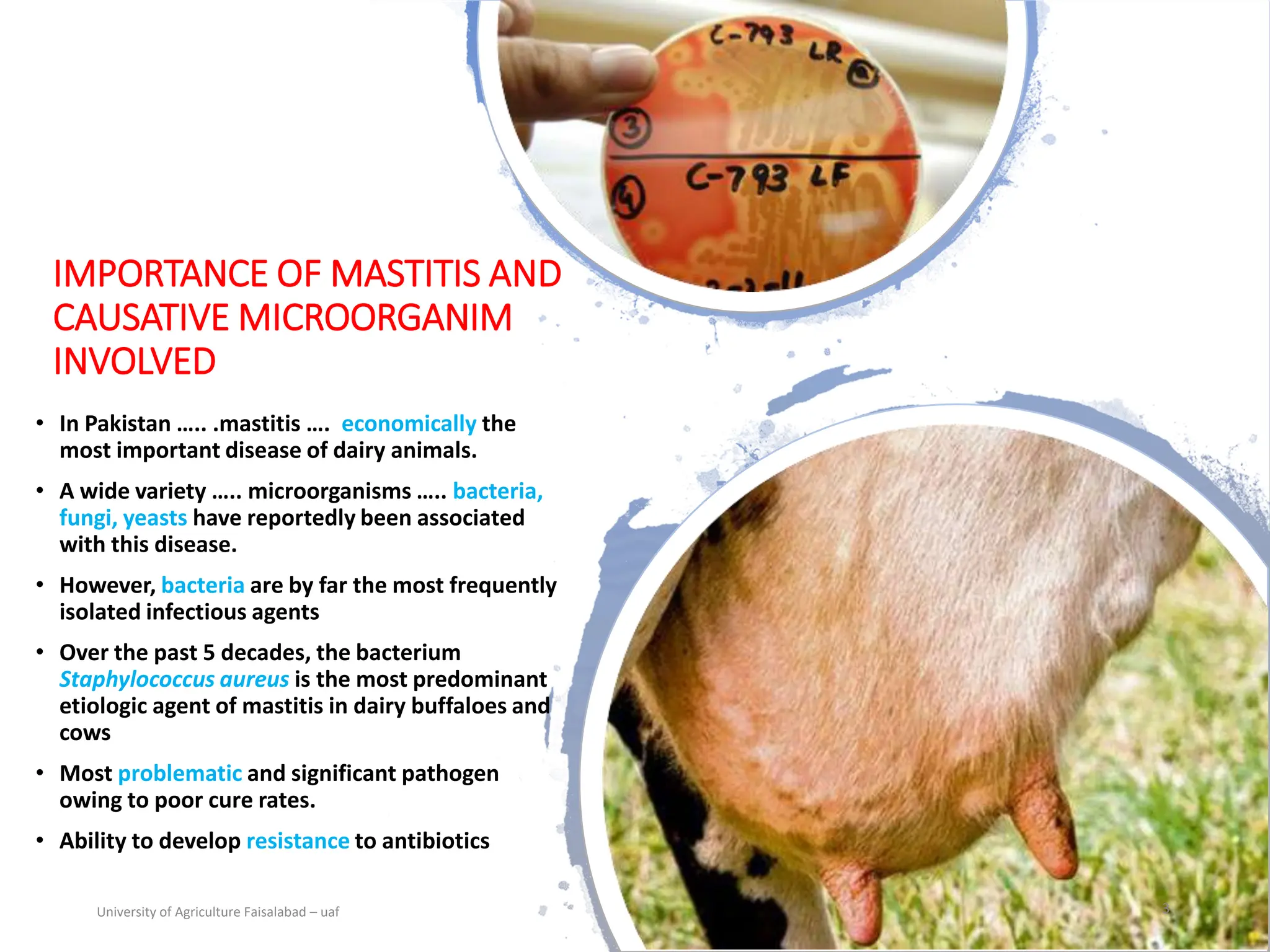 Vaccine-for-Mastitis-in-Pakistan_033701.pdf