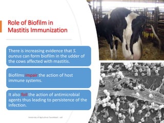 Vaccine-for-Mastitis-in-Pakistan_033701.pdf