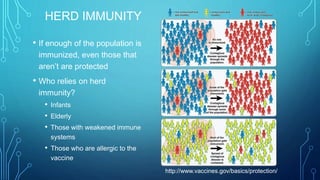 Vaccines and herd immunity | PPTX | Infectious Diseases | Diseases and ...