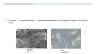 Vaccine titrations2023.pdf Assessing Vac | PDF