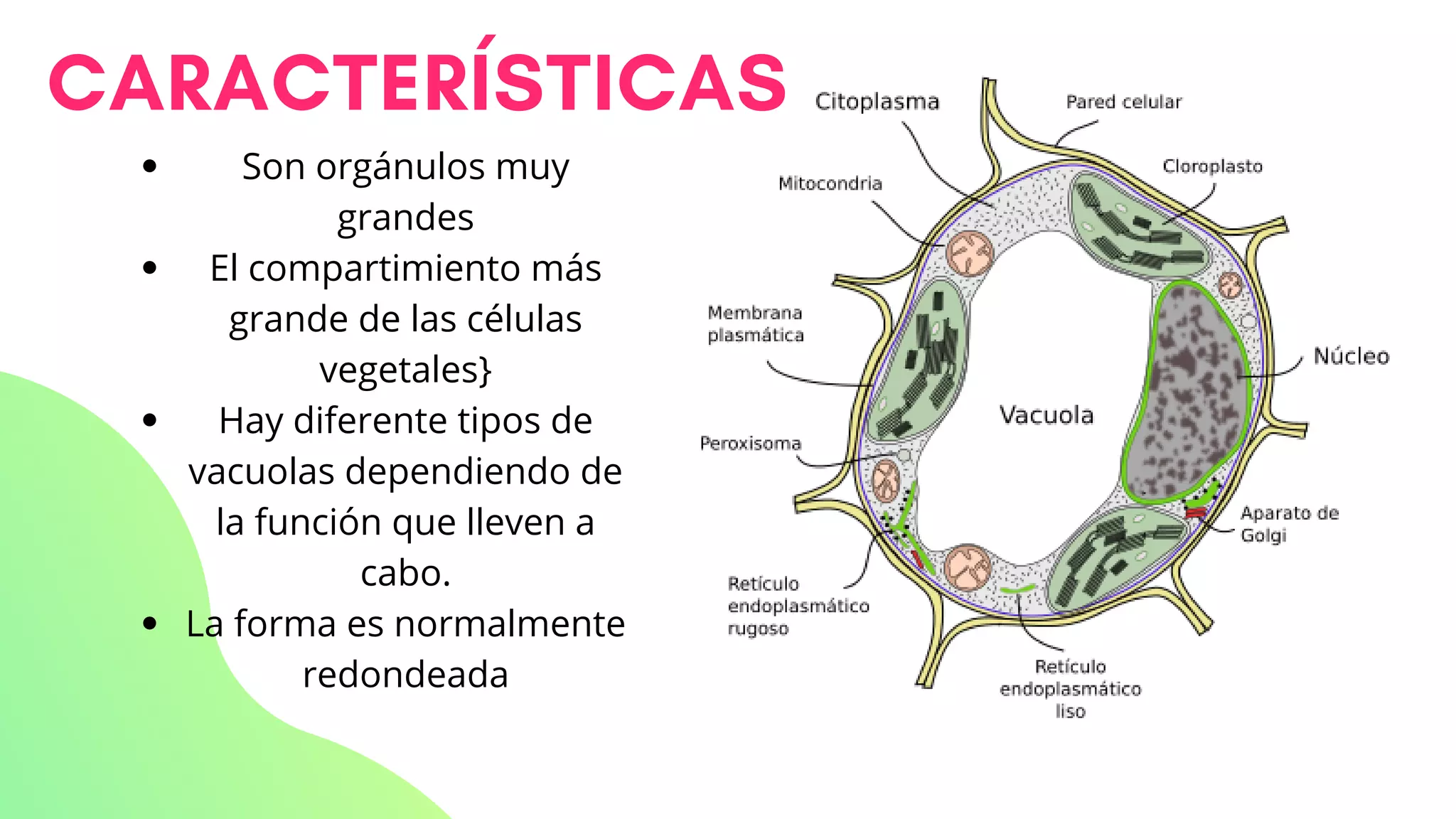Vacuola | PDF | Biological Sciences | Science
