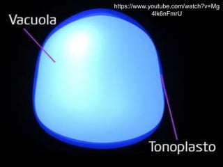 Vacuolas | PPT