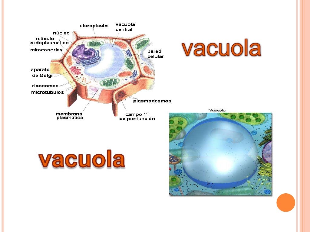 Vacuolas