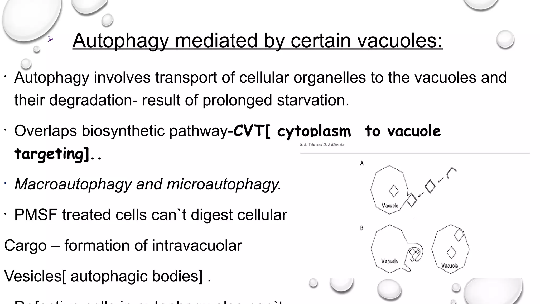 Vacuole | PDF