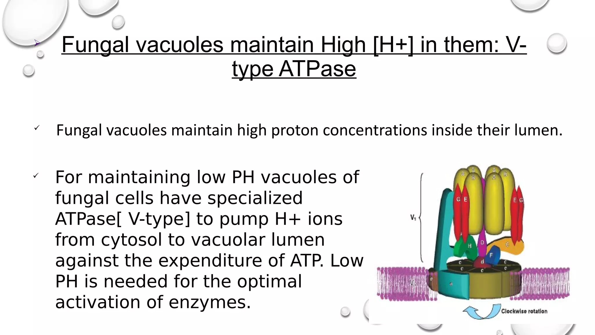 Vacuole | PDF