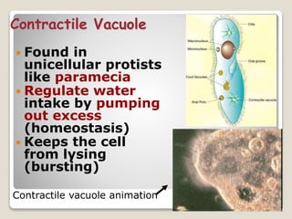 Vacuole | PPTX