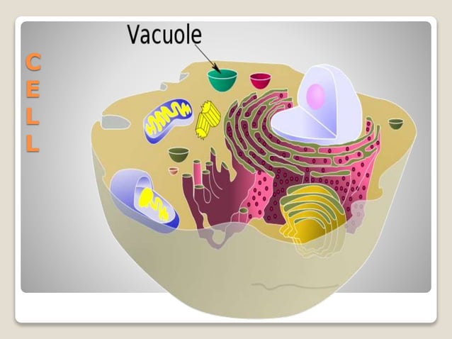 Vacuole | PPTX