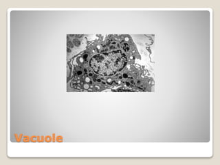 Vacuole | PPTX