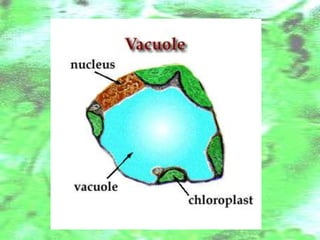 Vacuole | PPTX