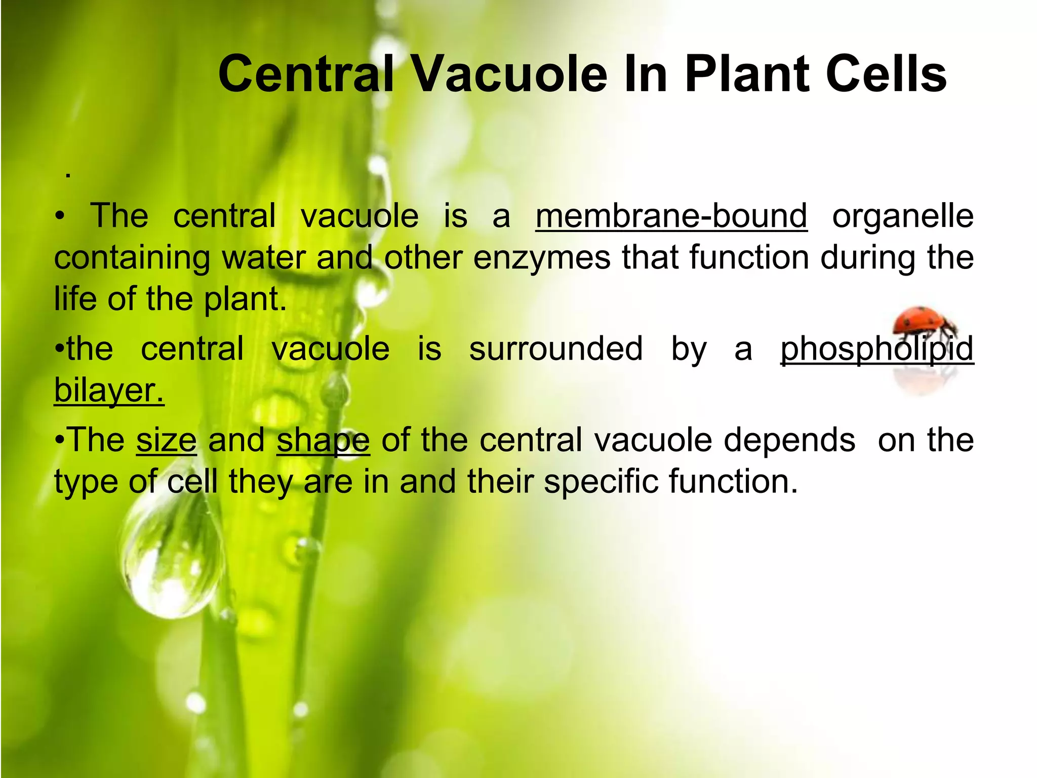 Vacuole ppt | PPTX