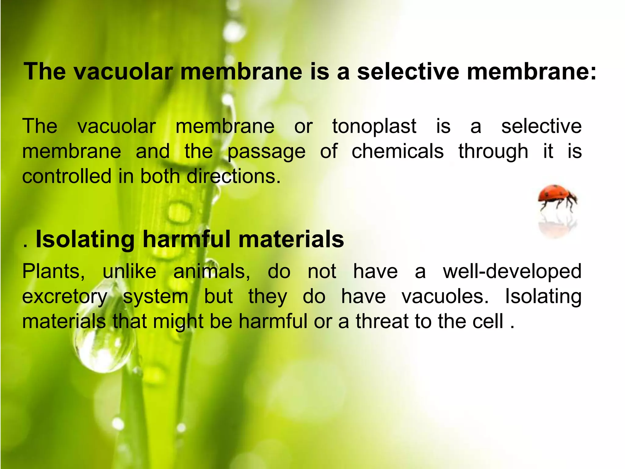 Vacuole ppt | PPTX