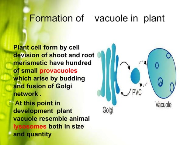 Vacuole ppt | PPTX | Chemistry | Science