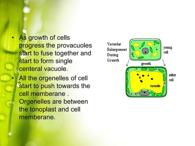 Vacuole ppt | PPTX | Chemistry | Science