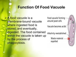 Vacuole ppt | PPTX