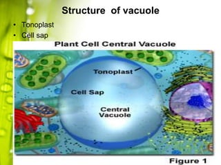 Vacuole ppt | PPTX
