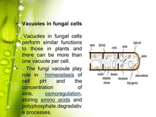 Vacuole ppt | PPTX