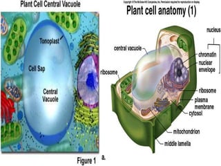 Food Vacuole
