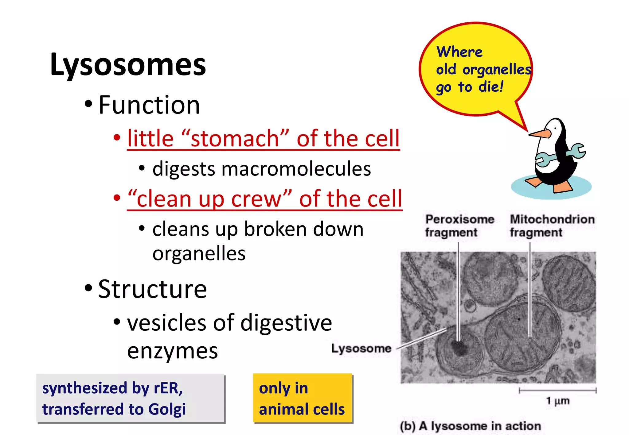 Vacuoles and Lysosomes | PPTX