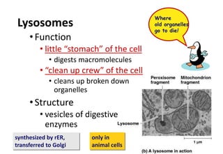 Vacuoles and Lysosomes | PPTX