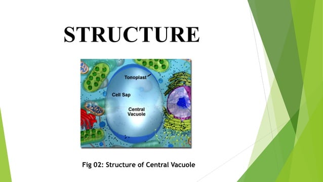 Vacuoles | PPTX