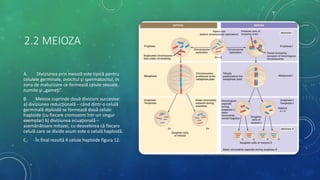 Vadana diana elena | PPTX