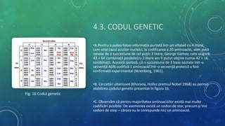Vadana diana elena | PPTX