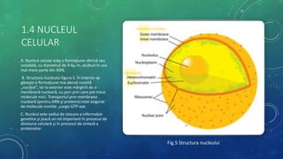 Vadana diana elena | PPTX