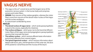 Vagal system | PPT
