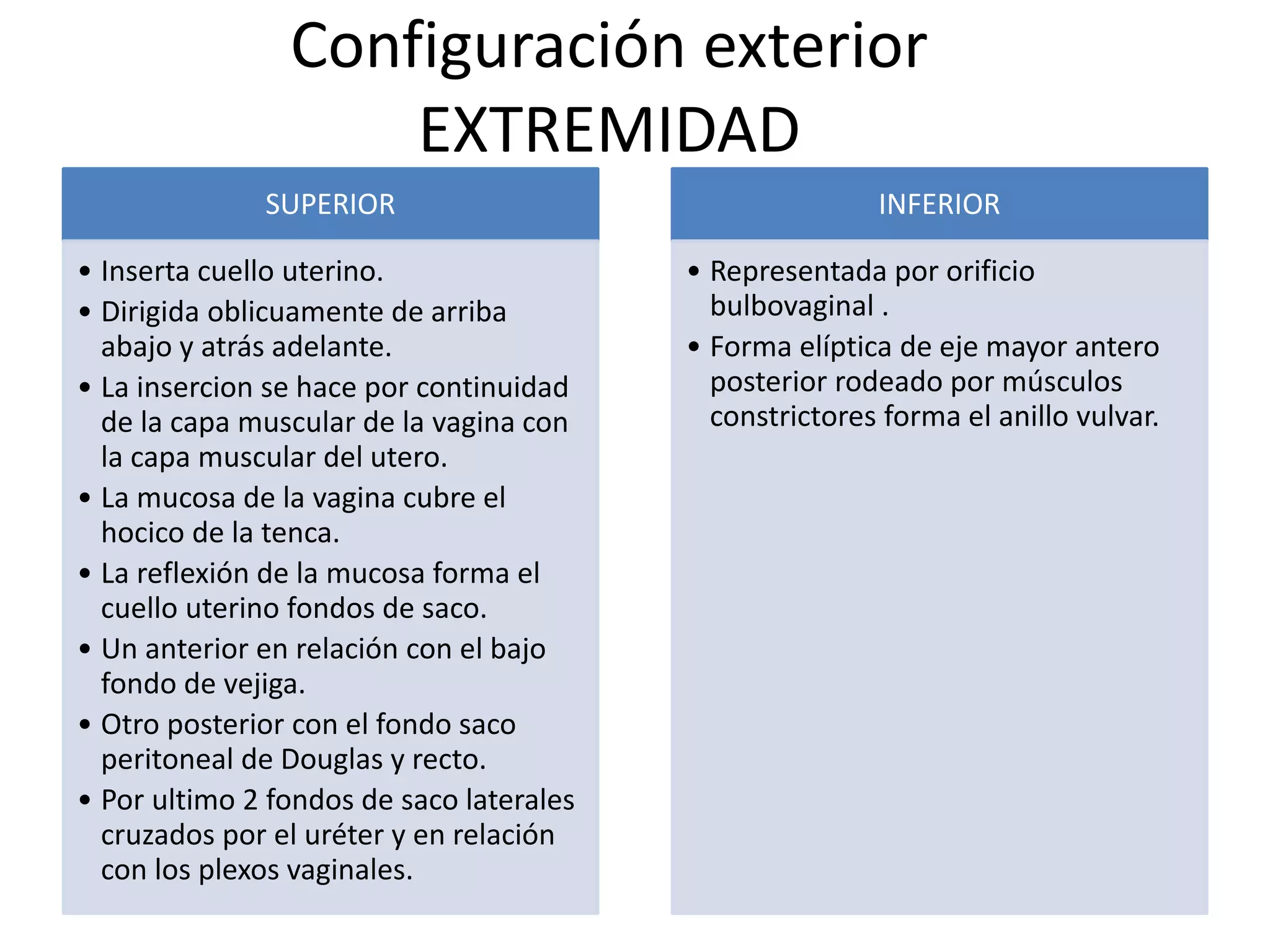 Vagina y Vulva | PPTX