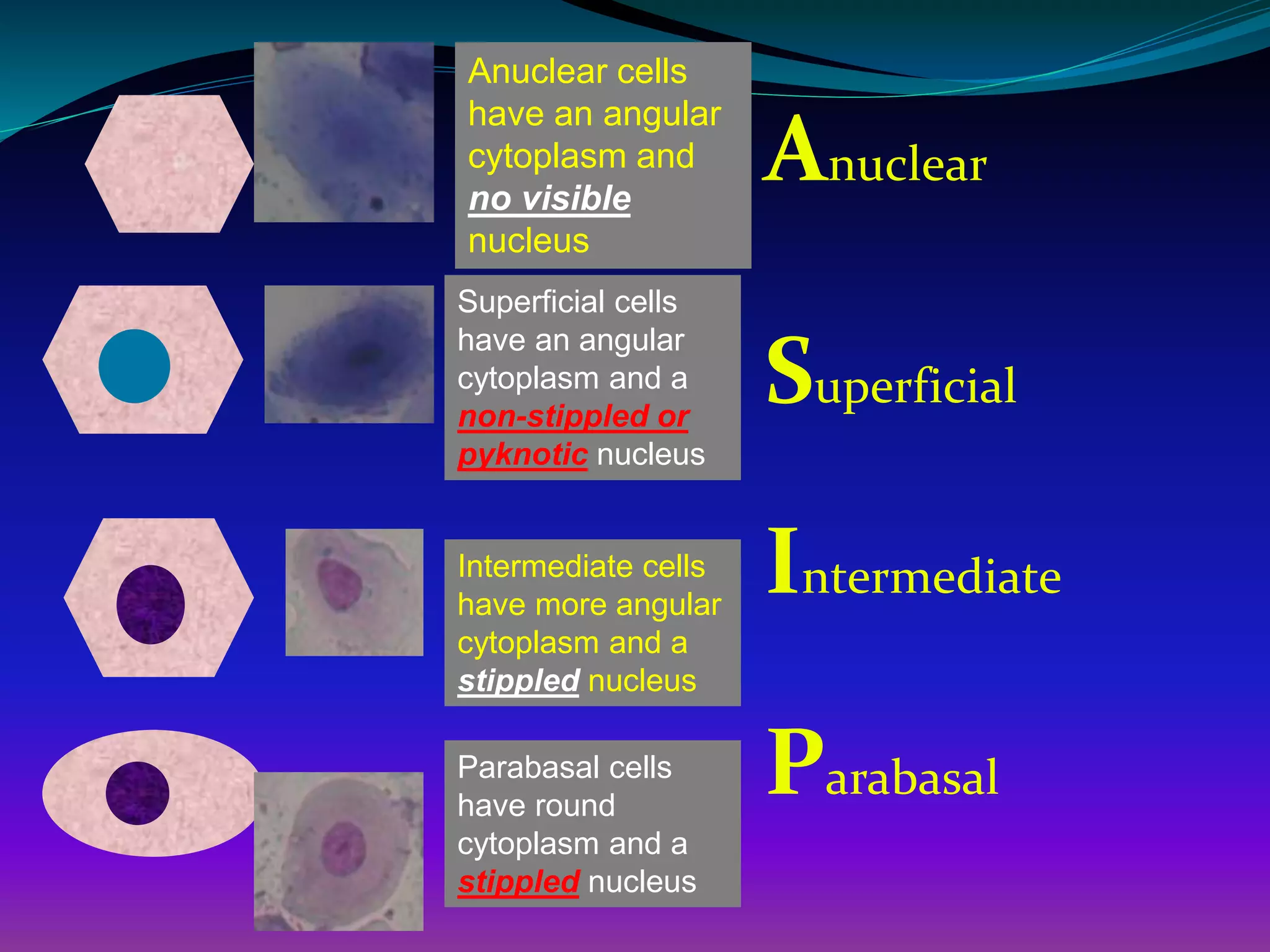 Canine vaginal_cytology_final.pptx